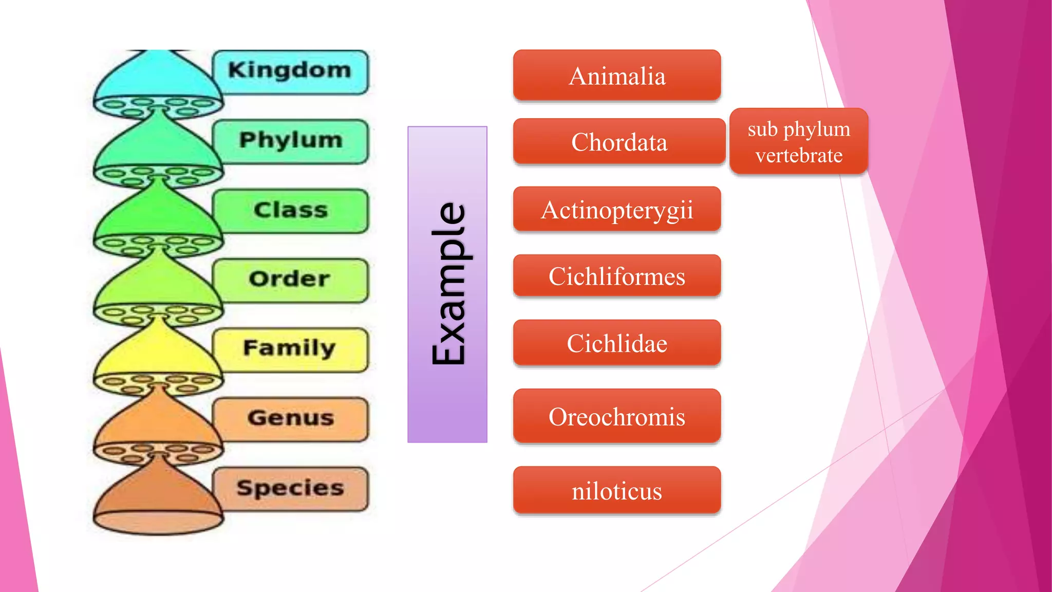 Taxonomy Of Fishes.pptx