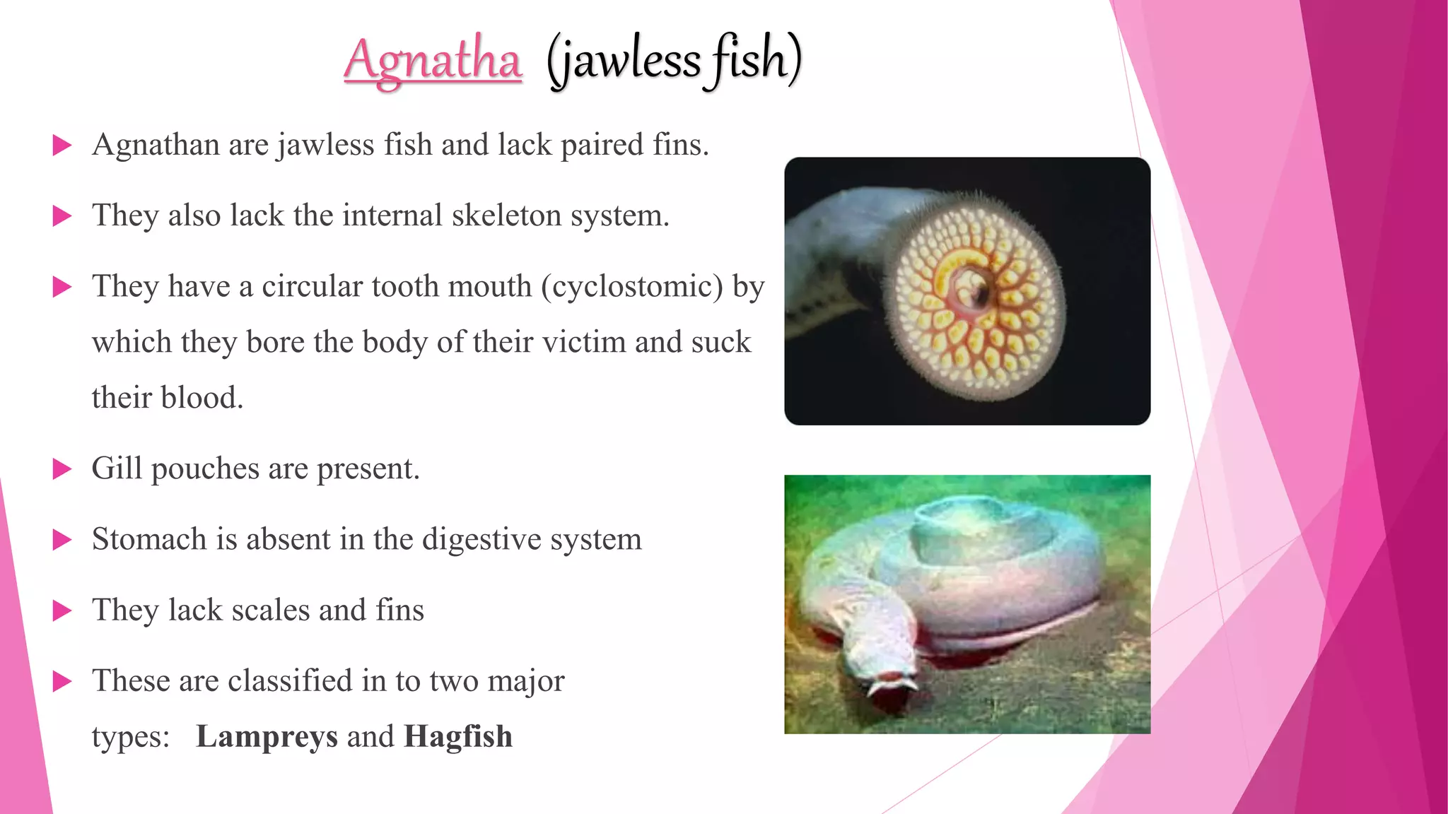 Taxonomy Of Fishes.pptx