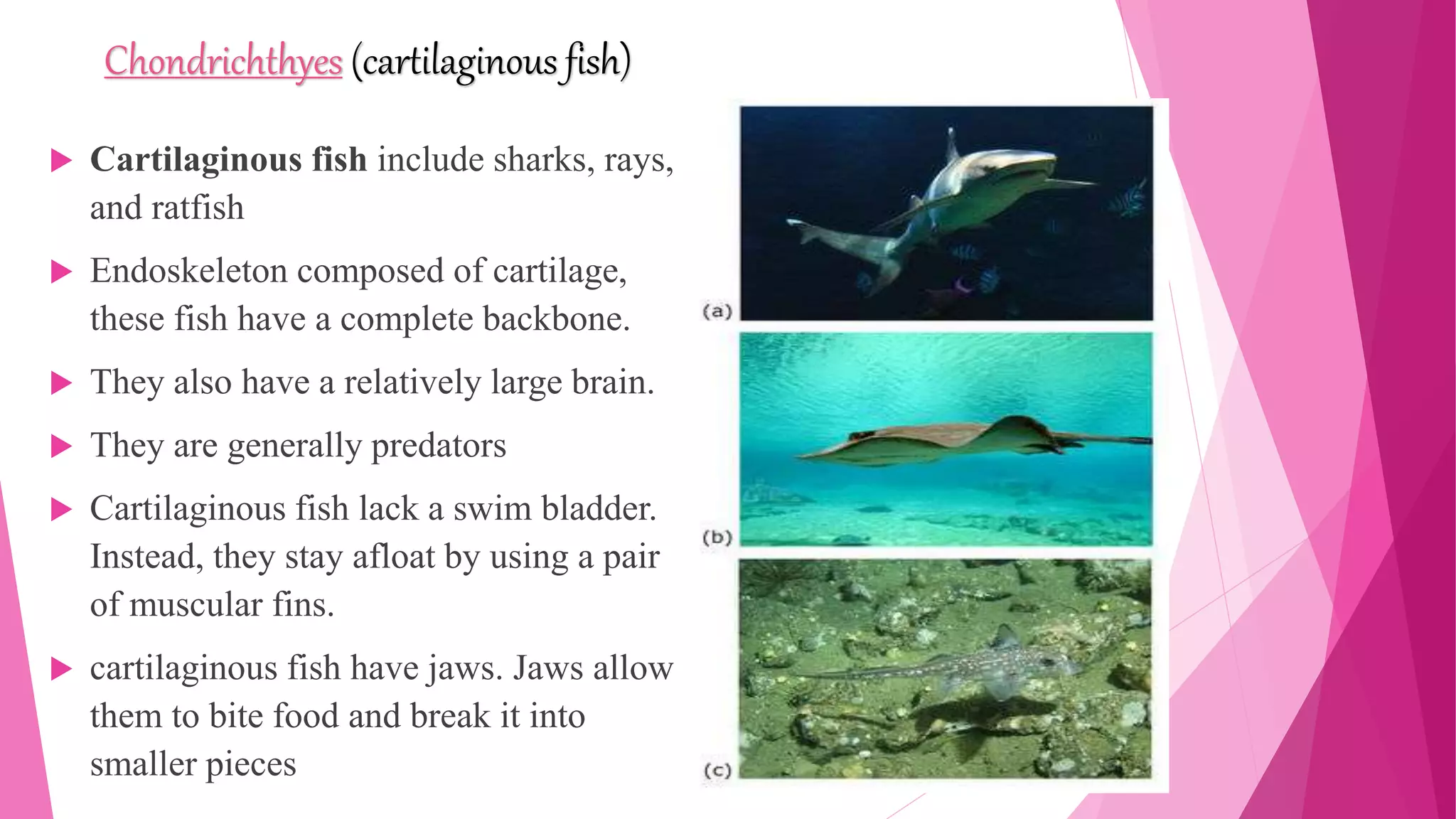 Taxonomy Of Fishes.pptx | Fish and Aquariums | Pets