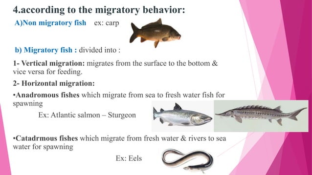 Taxonomy Of Fishes.pptx | Fish and Aquariums | Pets