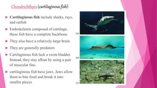 Taxonomy Of Fishes.pptx