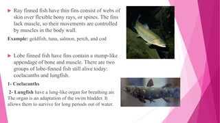 Taxonomy Of Fishes.pptx