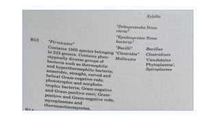 Taxonomy of prokaryotes | PPTX