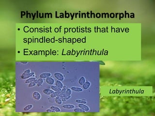 Taxonomy of protozoa | PPTX