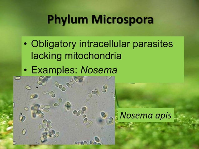 Taxonomy of protozoa | PPT