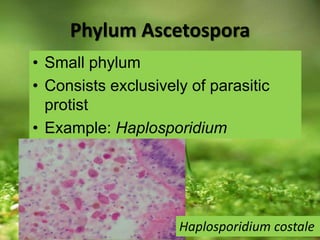 Taxonomy of protozoa | PPTX