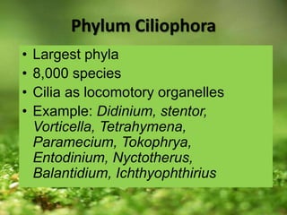 Taxonomy of protozoa | PPTX