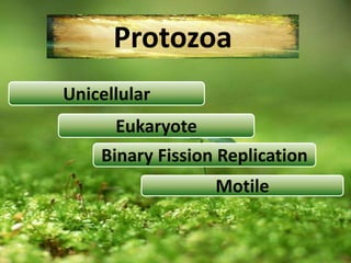 Taxonomy of protozoa | PPTX