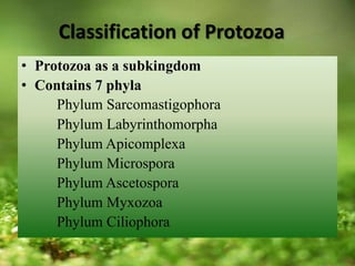Taxonomy of protozoa | PPTX
