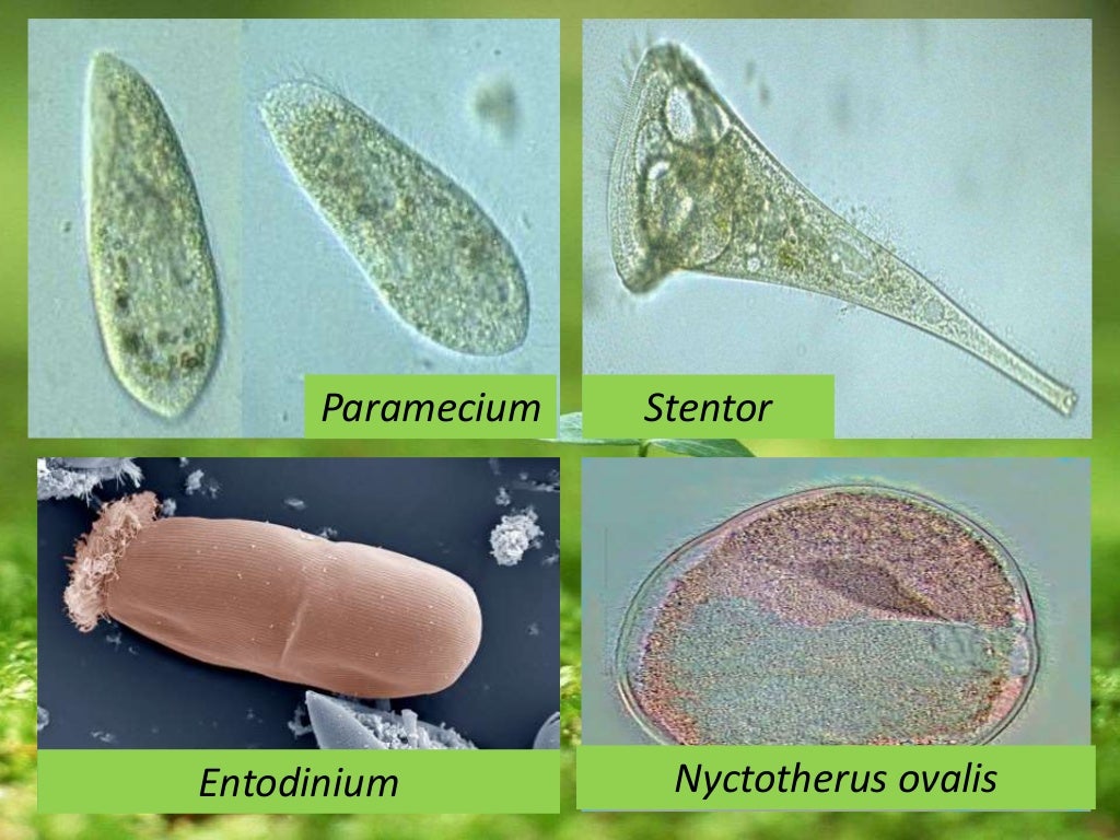 Taxonomy of protozoa