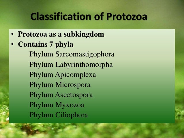 Classification Of Protozoa