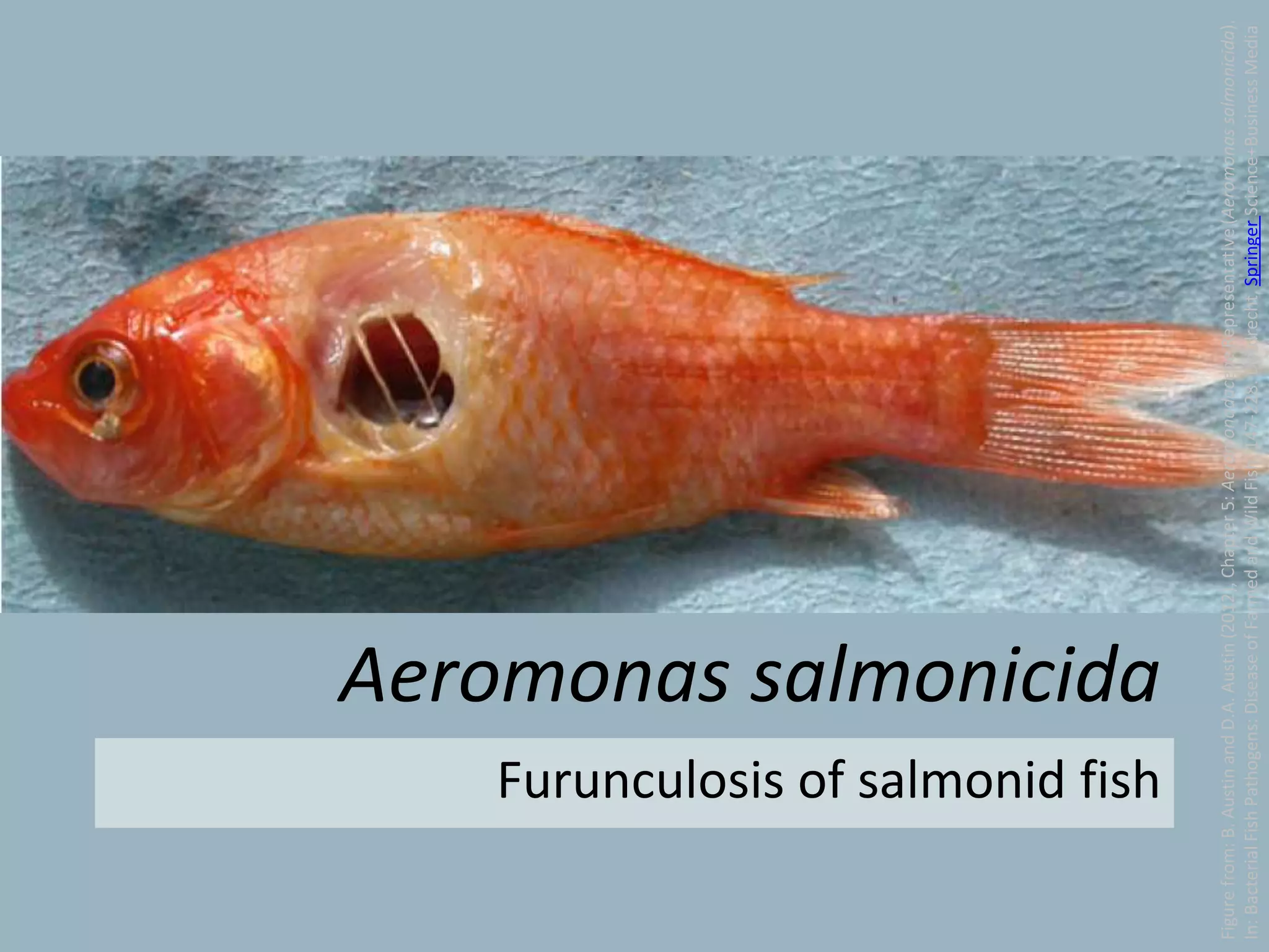 Taxonomy pics | PPTX