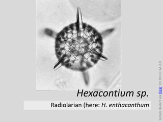 Taxonomy pics | PPTX
