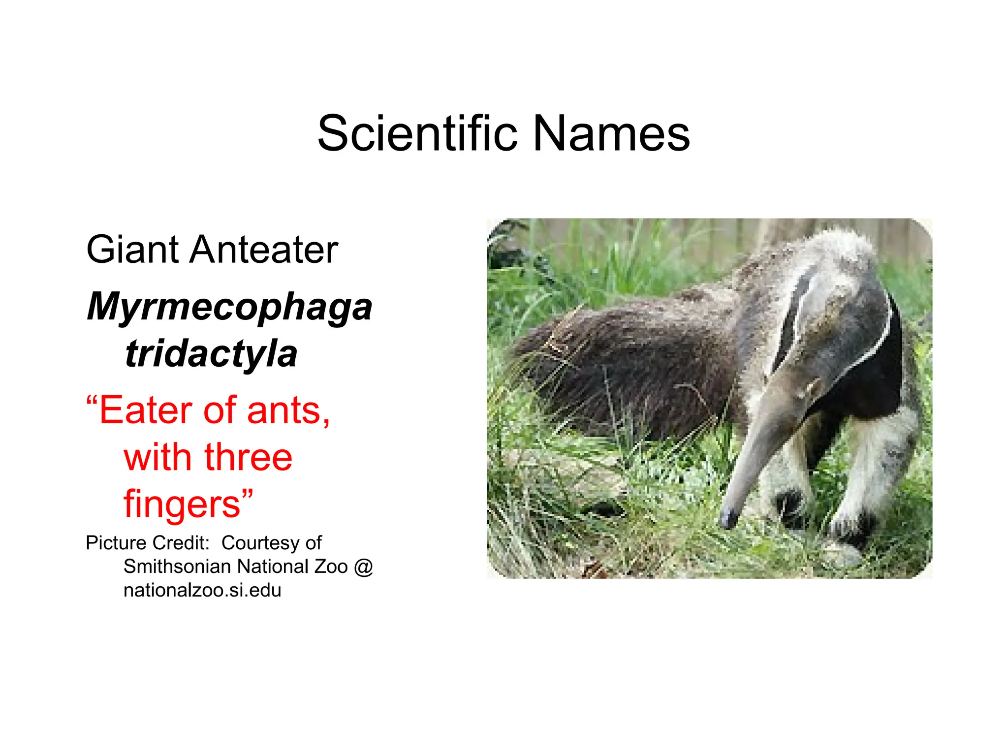 Taxonomy Powerpoint 1407 ppt claasification system | PPT