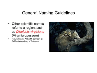 Taxonomy Powerpoint 1407 ppt claasification system | PPT