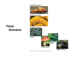 Taxonomy Powerpoint GRADE 8 SCIENCE 123465 | PPT