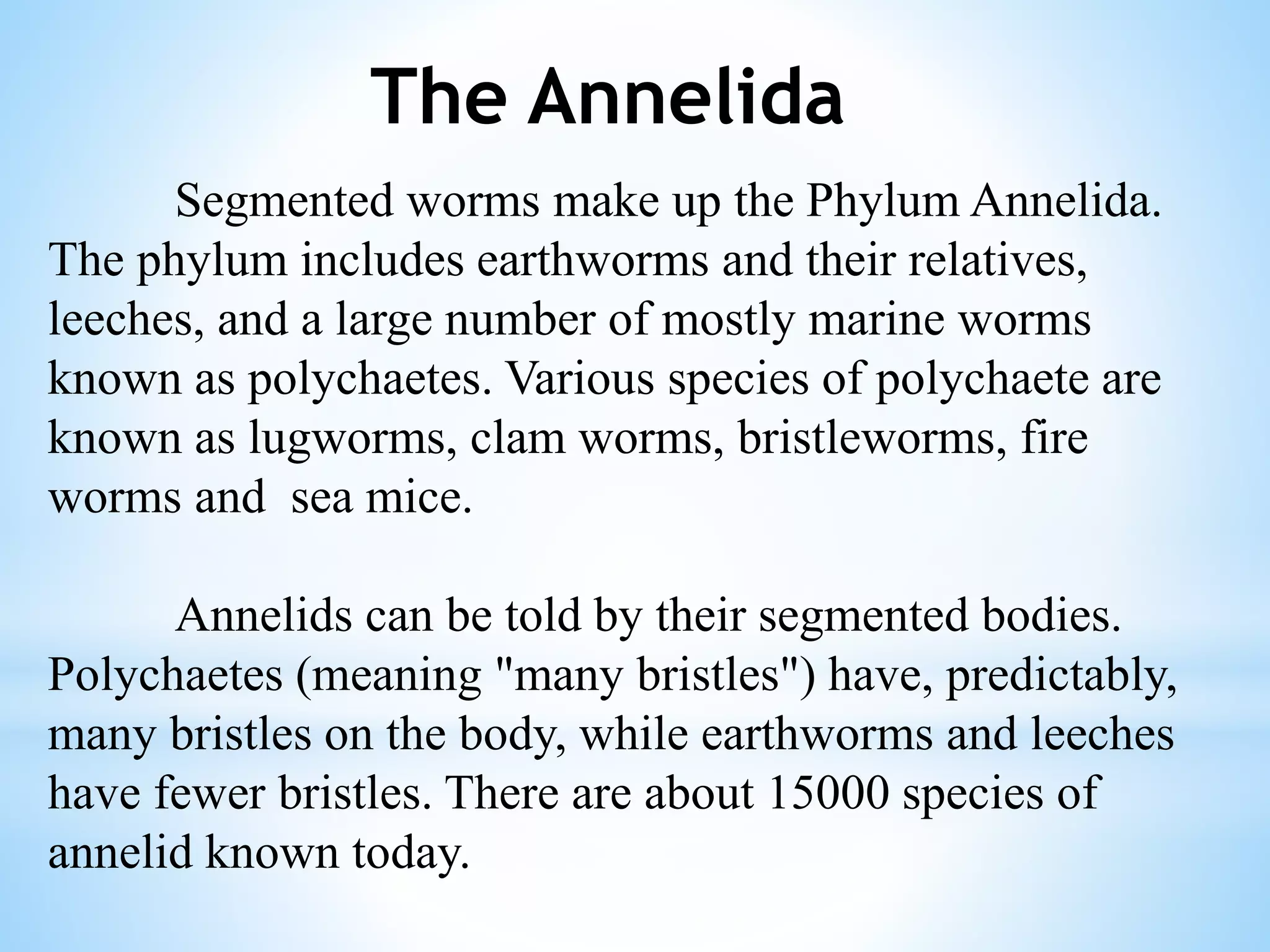 The world of Annelids_gallardo2028 | PPTX