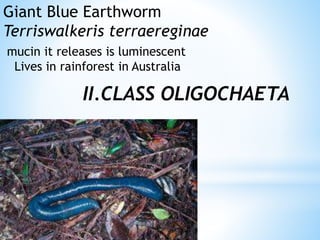 Giant Blue Earthworm Facts
