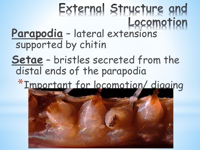 The world of Annelids_gallardo2028