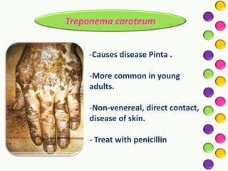 Taxonomy of bacteria | PPTX