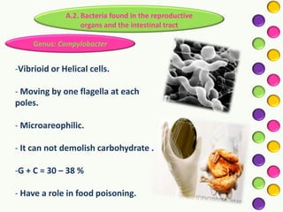 Taxonomy of bacteria | PPTX