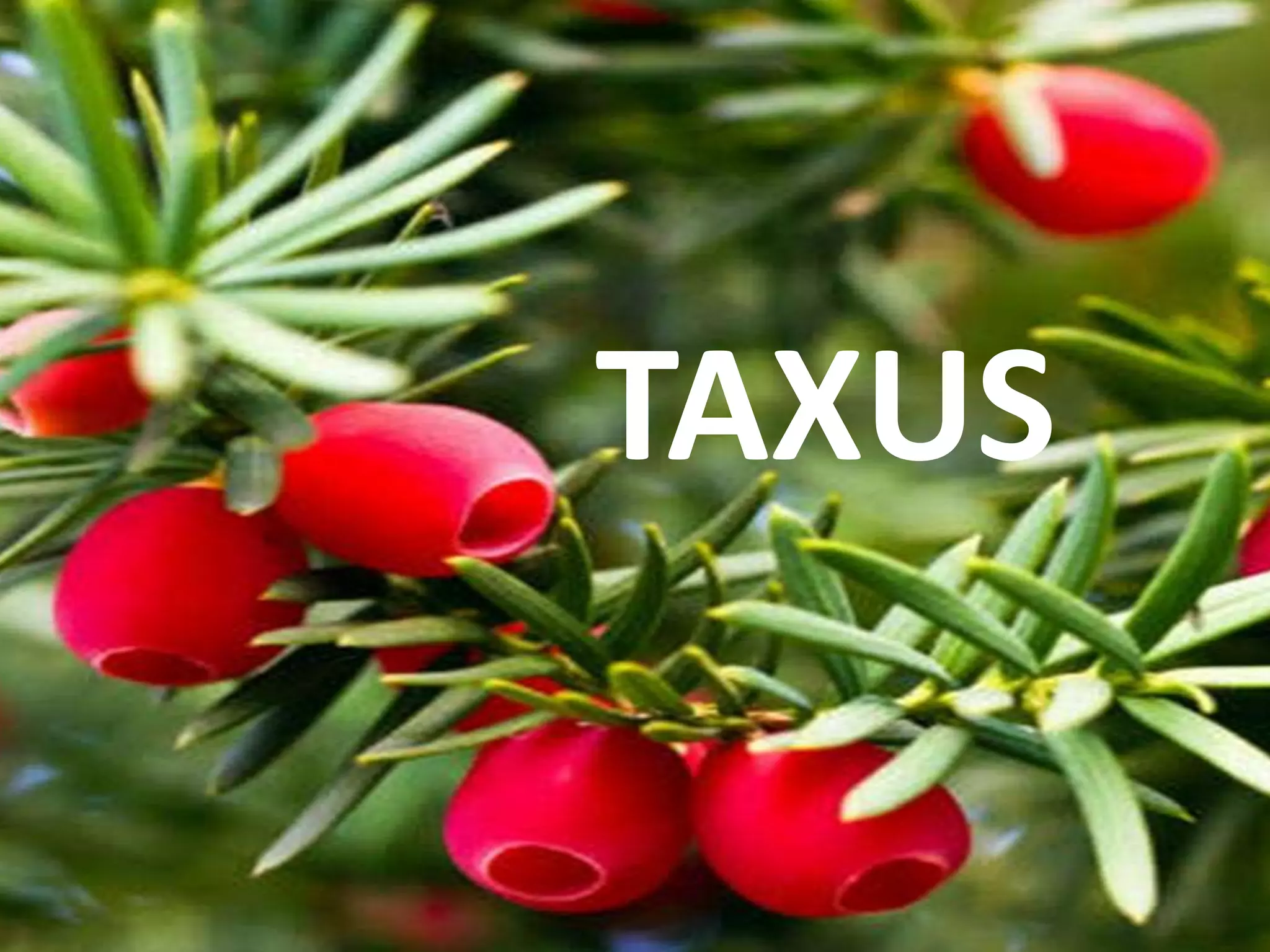 Taxus -Morphological ,anatomical and reproductive features &Economic ...