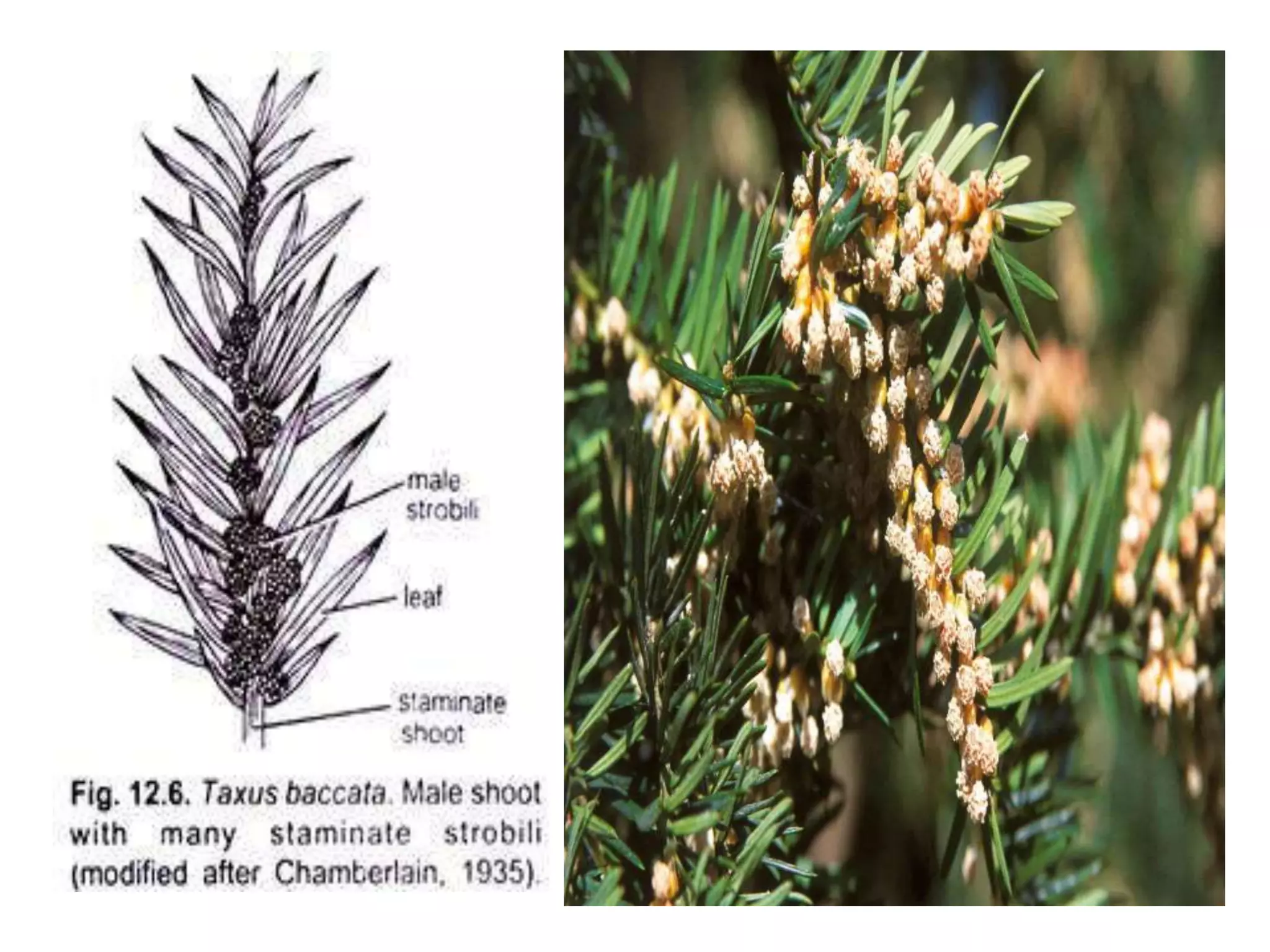 Taxus -Morphological ,anatomical and reproductive features &Economic ...