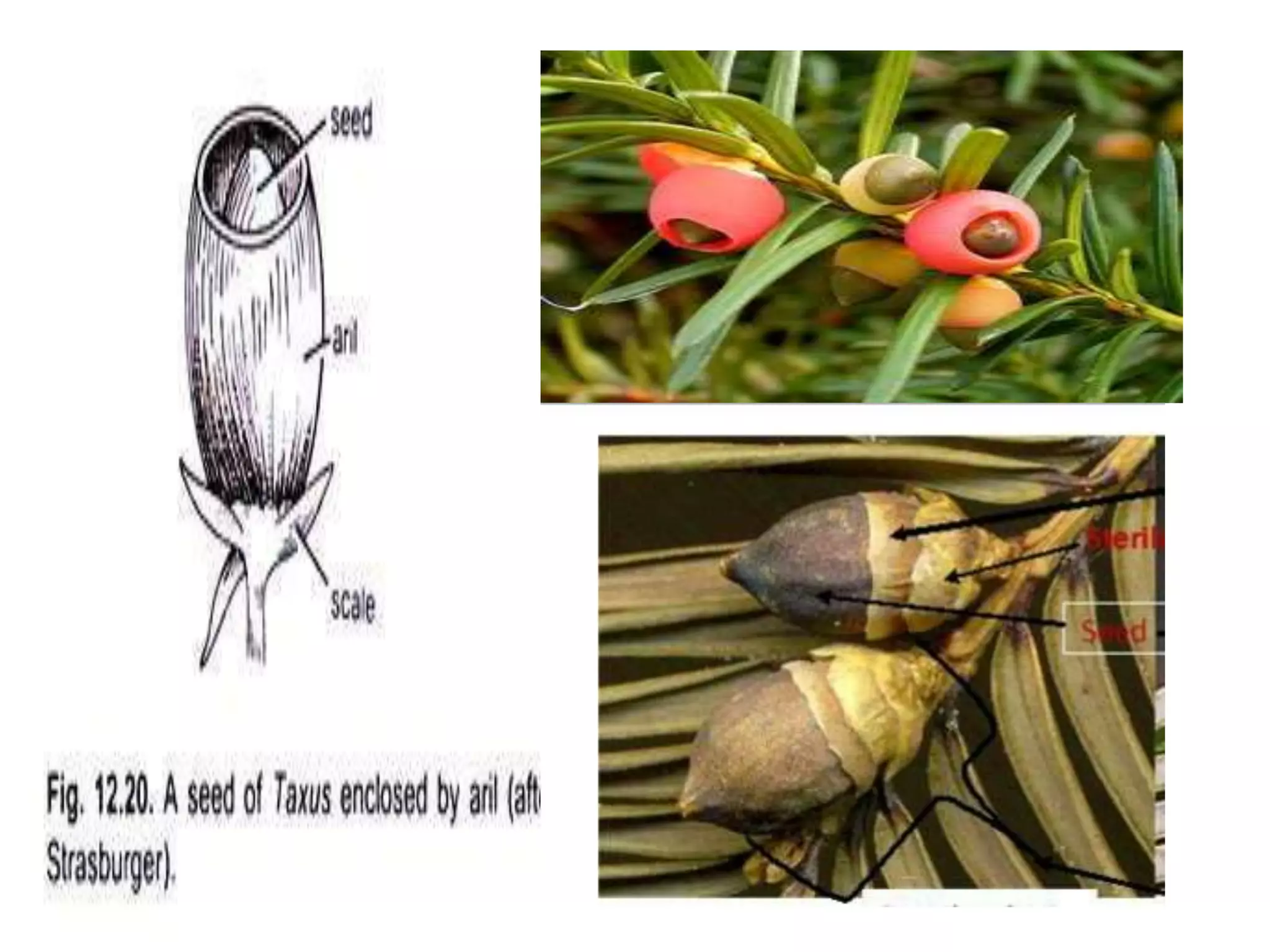 Taxus -Morphological ,anatomical and reproductive features &Economic ...