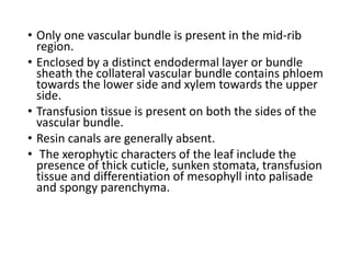 Taxus -Morphological ,anatomical and reproductive features &Economic ...