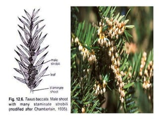 Taxus -Morphological ,anatomical and reproductive features &Economic ...