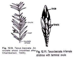 Taxus -Morphological ,anatomical and reproductive features &Economic ...