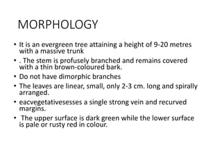 Taxus -Morphological ,anatomical and reproductive features &Economic ...