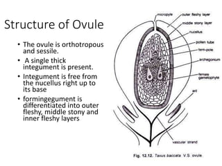 Taxus -Morphological ,anatomical and reproductive features &Economic ...