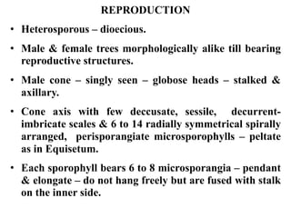 TAXUS............................,....pptx