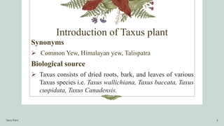taxus2.pptx