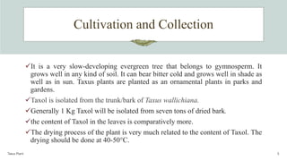 taxus2.pptx
