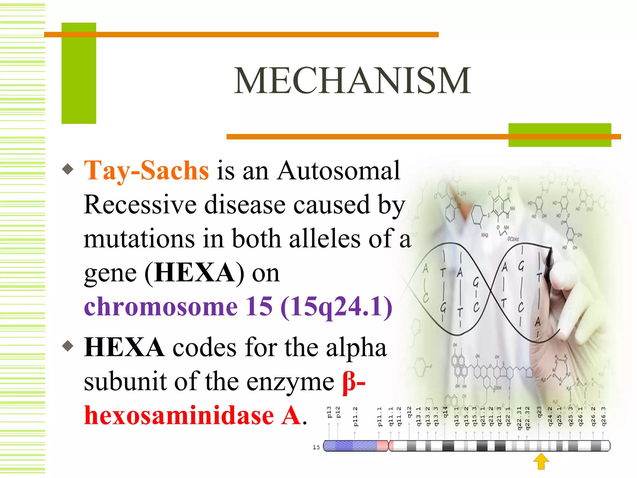 TAY-SACHS DISEASE | PDF