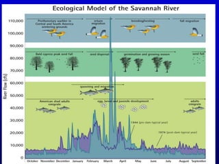 Willamette Sustainable Rivers Project - Taylor, Bach, & Budai | PPTX