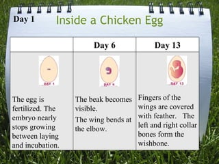 Tay mie and hong meng | PPT