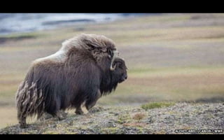 Taymyr peninsula | PPSX