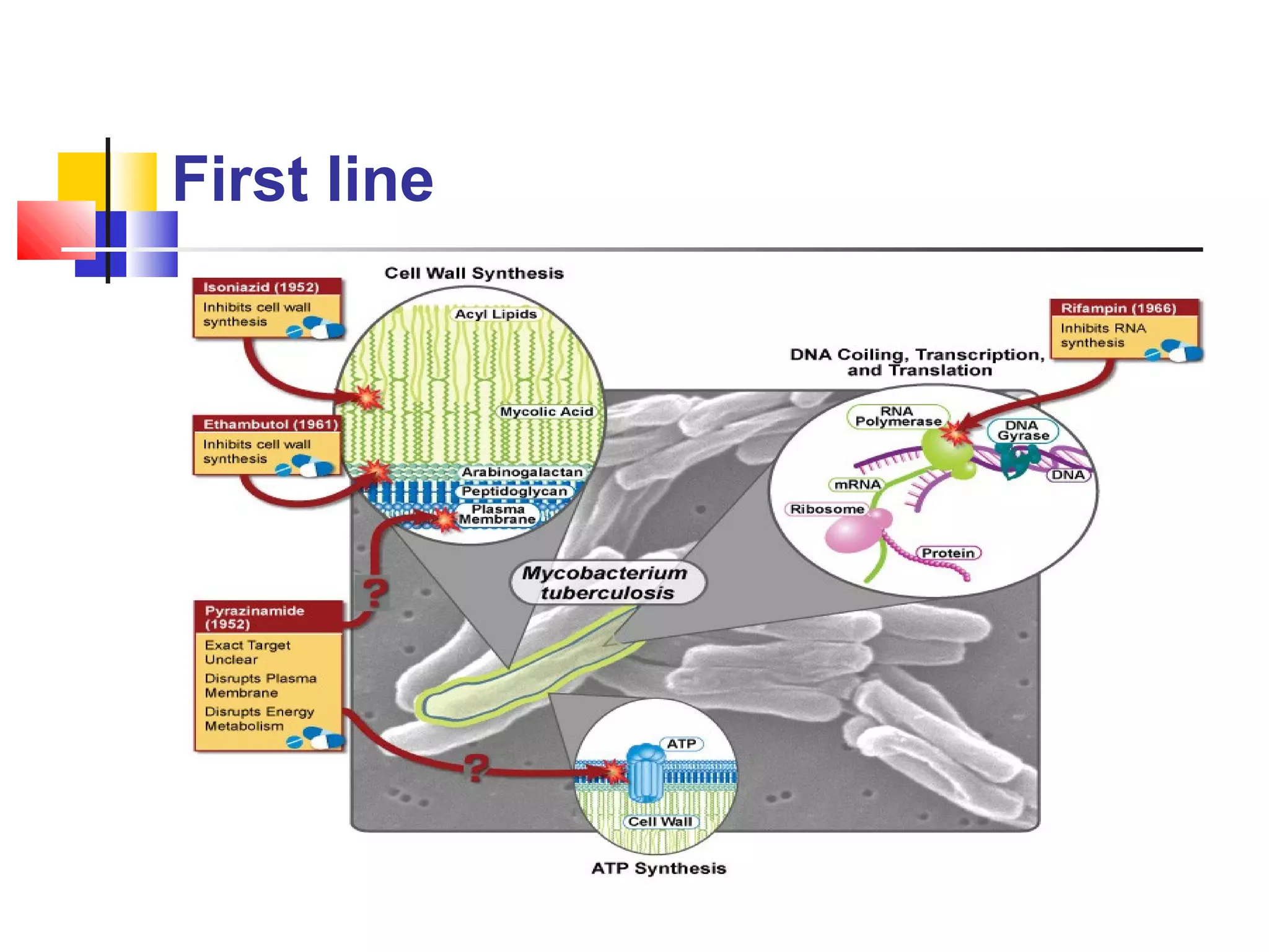Tuberclosis | PPT
