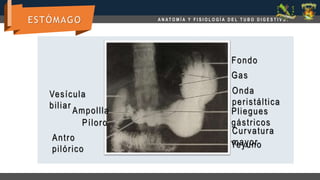 Anatomía y fisiología del tubo digestivo. | PPTX