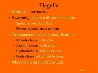 T BACTERIAL_STRUCTURE you like it hurts to see | PPT