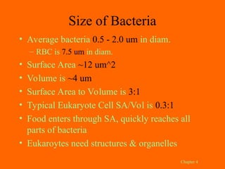 T BACTERIAL_STRUCTURE you like it hurts to see | PPT