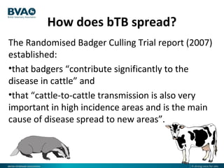 Bovine TB - BVA Welsh Assembly briefing | PPT