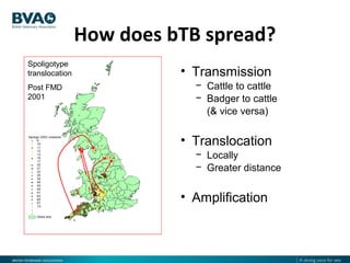 Bovine TB - BVA Welsh Assembly briefing | PPT