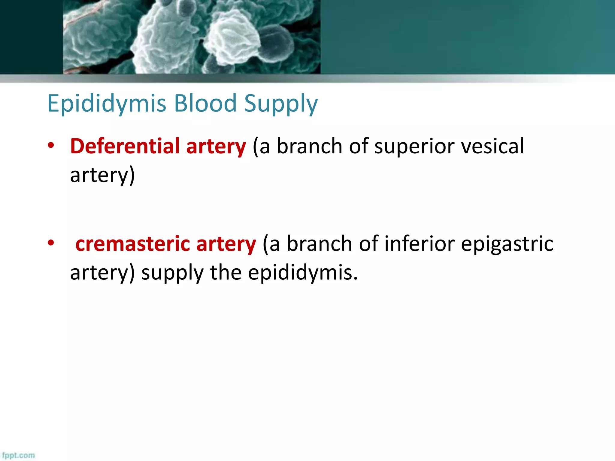 Tb epididymitis, By Emad M.Qasem | PPT