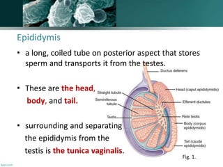 Tb epididymitis, By Emad M.Qasem | PPSX