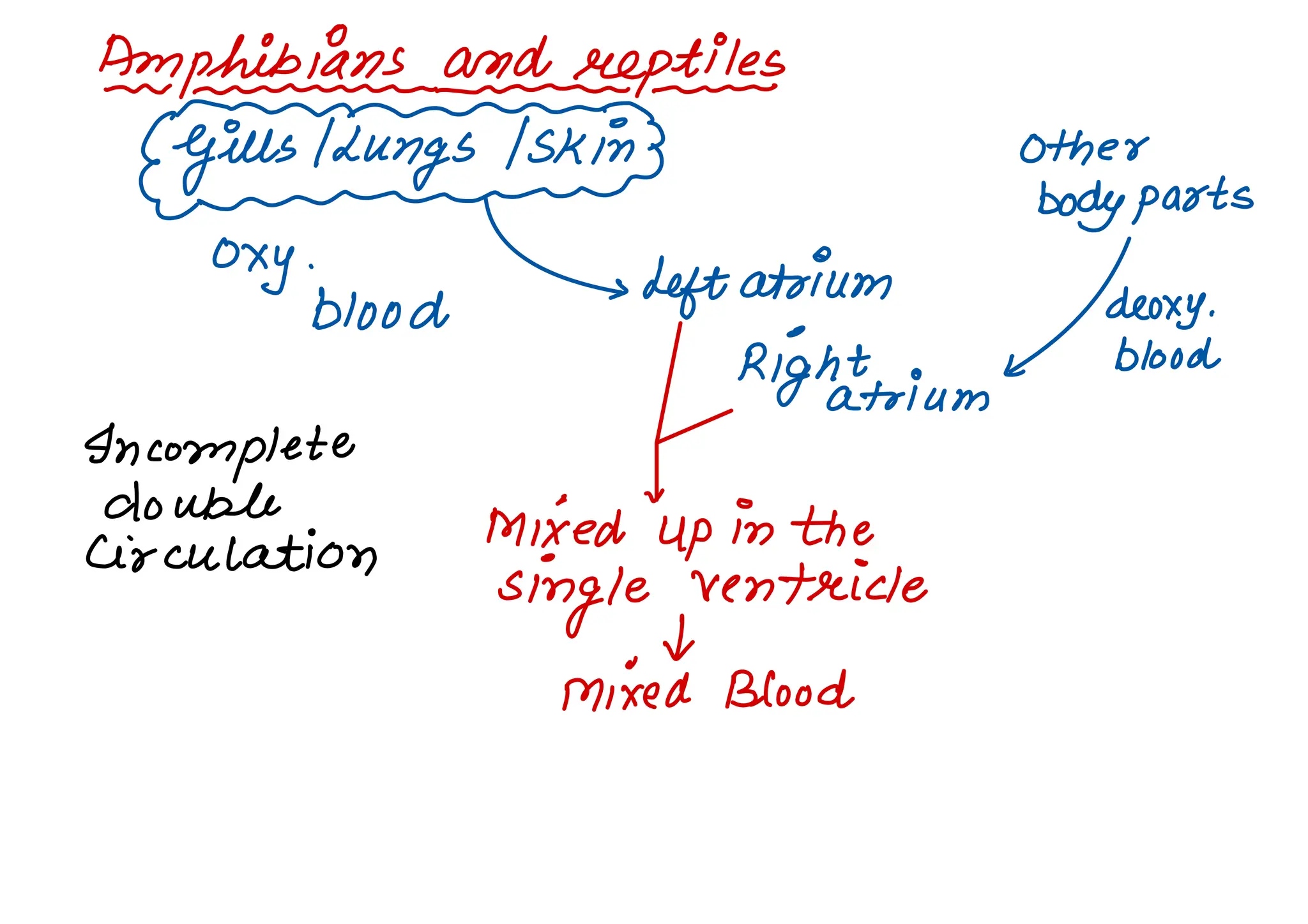 Body_Fluids_And_Circulation class 11th biology | PDF