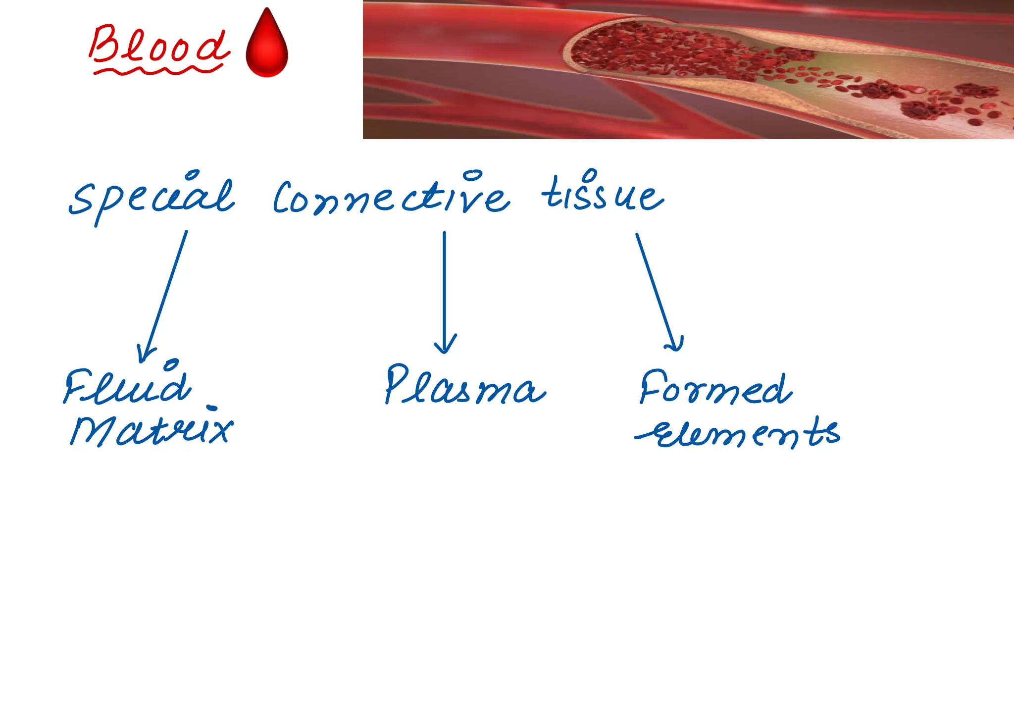Body_Fluids_And_Circulation class 11th biology | PDF